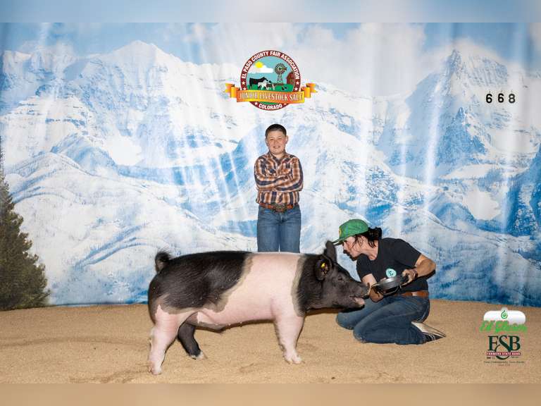 Jase Miller Hitch-N-Post - StockShowAuctions.com