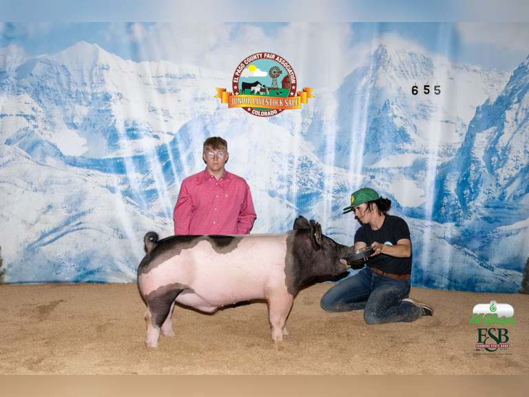 Brett King Show Squad 4H club - StockShowAuctions.com
