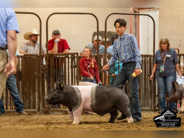 Martin Baca Angel Fire 4-H - StockShowAuctions.com