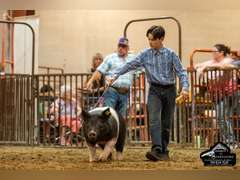 Martin Baca Angel Fire 4-H - StockShowAuctions.com