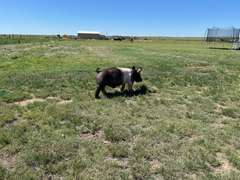 Martin Baca Angel Fire 4-H - StockShowAuctions.com