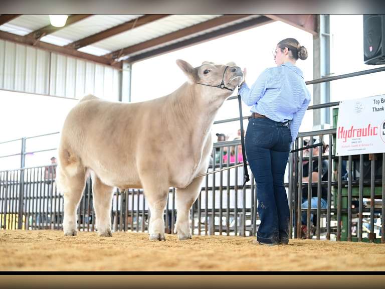 Lilly Pollard James Madison FFA - StockShowAuctions.com