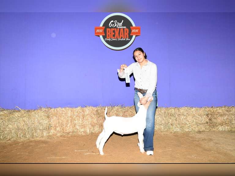 Alana Sharpe James Madison FFA - StockShowAuctions.com