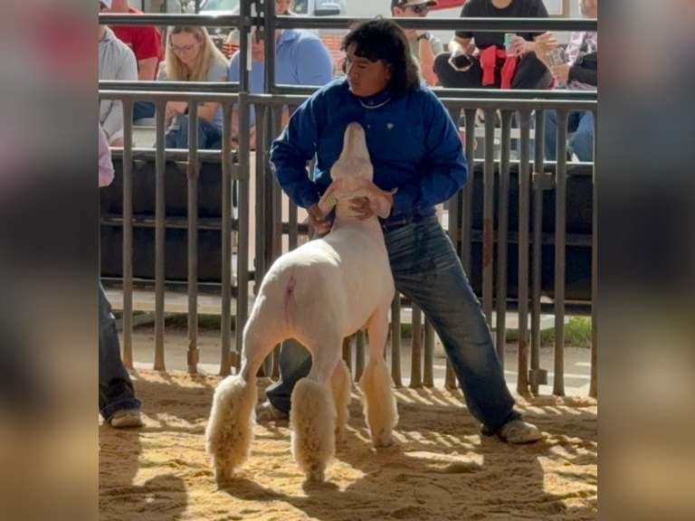 Noah Cavazos James Madison FFA - StockShowAuctions.com