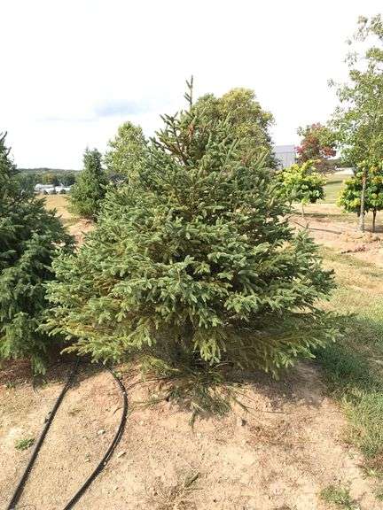 White Spruce - Bright Star Real Estate Services