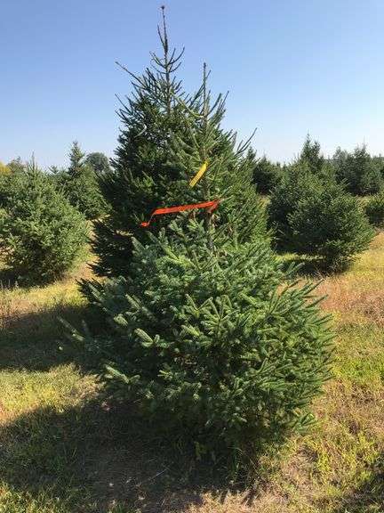 White Spruce - Bright Star Real Estate Services