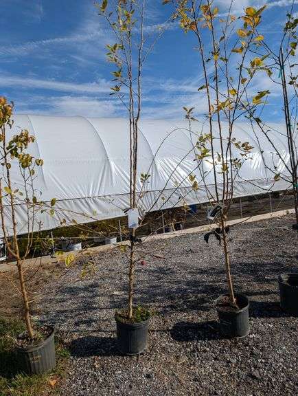 Red Delicious Apple Tree - Bright Star Real Estate Services
