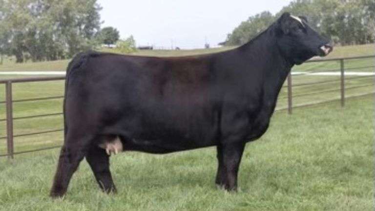 EMBRYO PACKAGE - SteerBidder