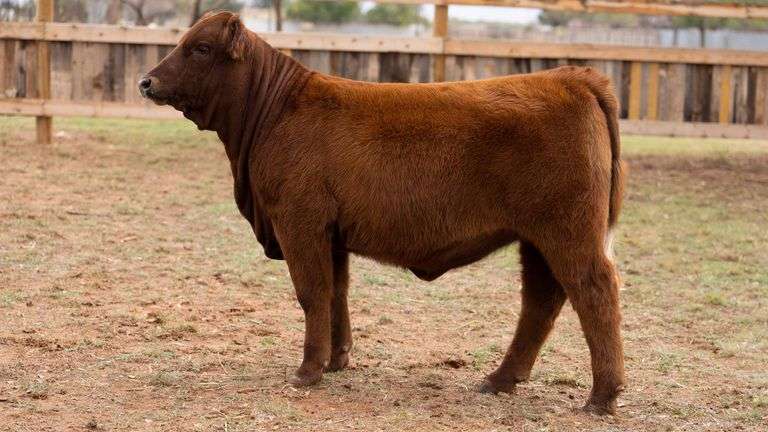 TAG 1 HEIFER - SteerBidder
