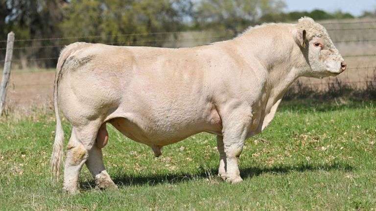 "CULTURE SHOCK" SEMEN B - SteerBidder