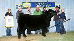 RUTHLESS SEMEN I - SteerBidder