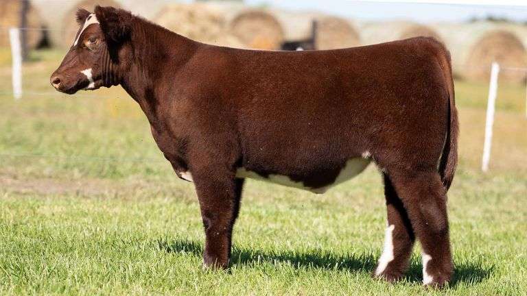 TAG 6 STEER - SteerBidder