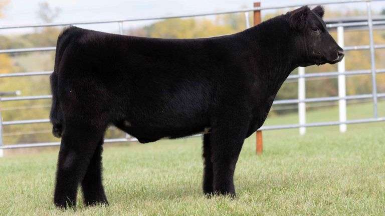 TAG 1 STEER - SteerBidder