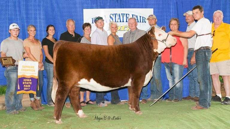 BLESS YOU X ROYAL BLEND EMBRYOS - SteerBidder