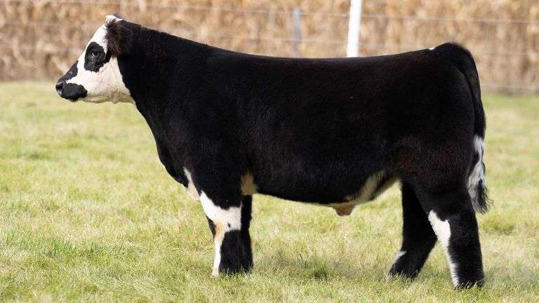 TAG 79 STEER - SteerBidder