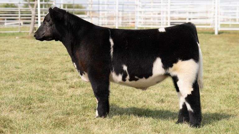 TAG 23 STEER - SteerBidder