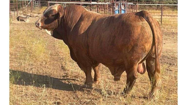 LOT 13 - NIX TERRAGATOR SEMEN - SteerBidder