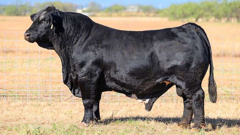 LOT 5 - DIRTY SECRET SEMEN 5 UNITS - SteerBidder