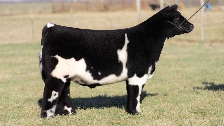 TAG 350 STEER - SteerBidder