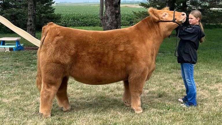 IVANKA X IGWT EMBRYOS - SteerBidder