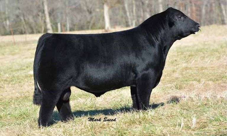 DADDY'S MONEY SEMEN - SteerBidder