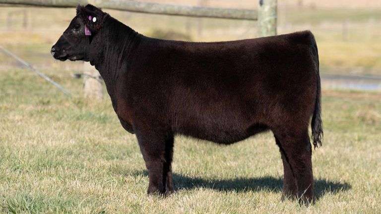 TAG 57 HEIFER - SteerBidder