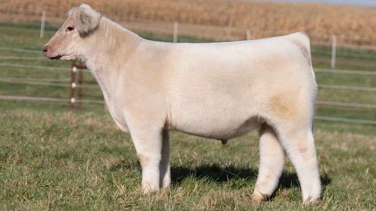 TAG 80 STEER - SteerBidder