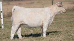 TAG 271 HEIFER - SteerBidder