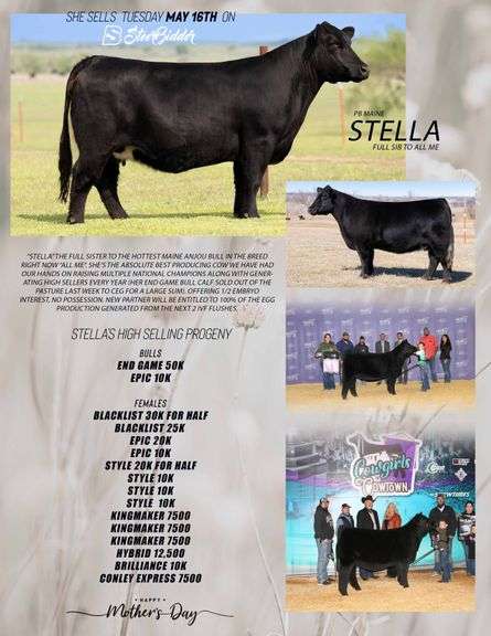 END GAME X STELLA EMBRYOS - SteerBidder