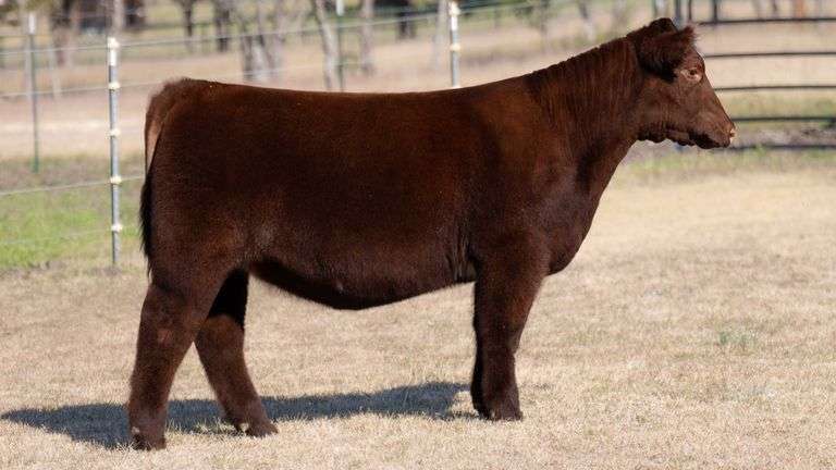 TAG 3811 HEIFER - SteerBidder