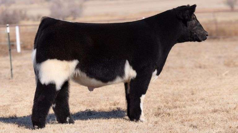 TAG 19 STEER - SteerBidder