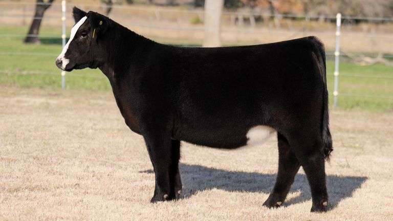 TAG 3804 HEIFER - SteerBidder