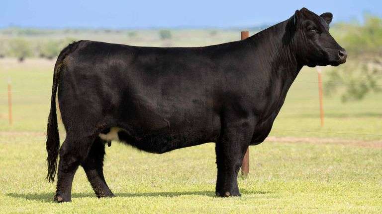 END GAME X STELLA EMBRYOS - SteerBidder