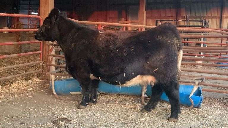 SCARLET X IGWT EMBRYOS - SteerBidder
