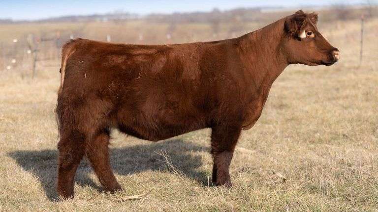 TAG 115 BRED HEIFER - SteerBidder