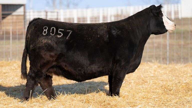 VANHOVE 8057 COW - SteerBidder