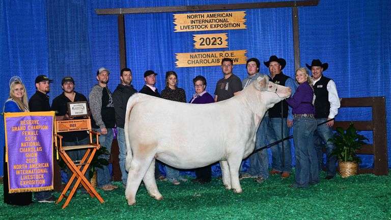 FARGO X LJRR MS SATIN 22E EMBRYOS - SteerBidder