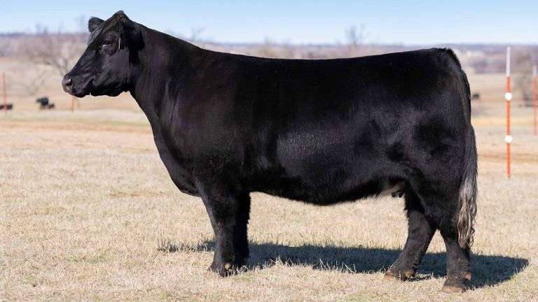UNLIMITED POWER X STELLA A EMBRYOS - SteerBidder