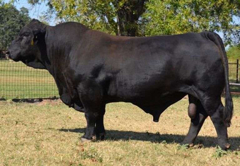 MASTERPLAN SEMEN - SteerBidder