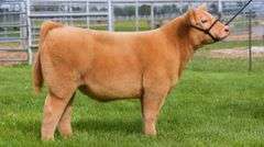 TAG 322 STEER - SteerBidder