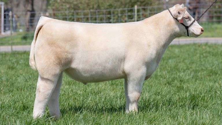 TAG 35 STEER - SteerBidder