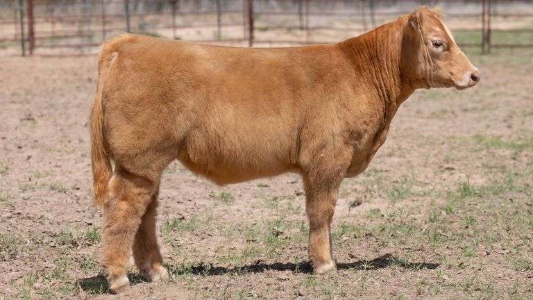 TAG 3A STEER - SteerBidder