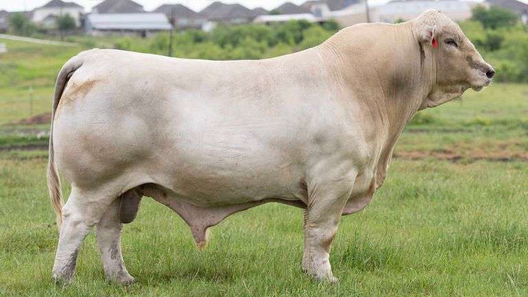 AMERICAN BADASS SEMEN - SteerBidder