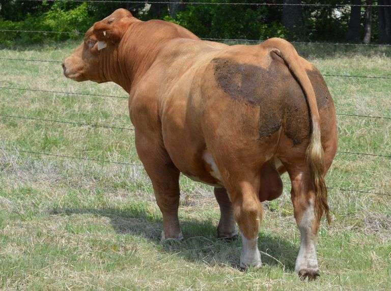 SAY WHEN SEMEN - SteerBidder