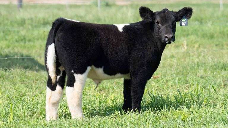 TAG 57 STEER - SteerBidder