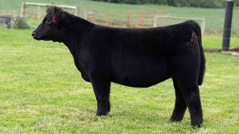 TAG 23 HEIFER - SteerBidder