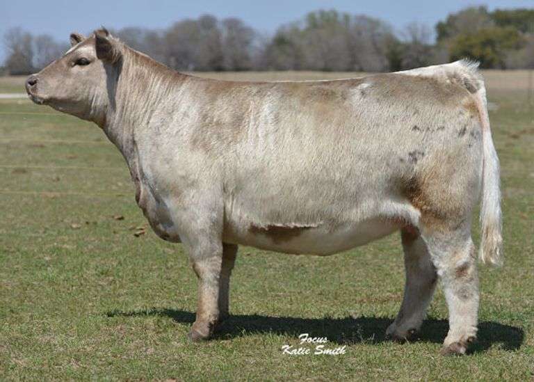 DONOR 1970 X IGWT EMBRYOS - SteerBidder