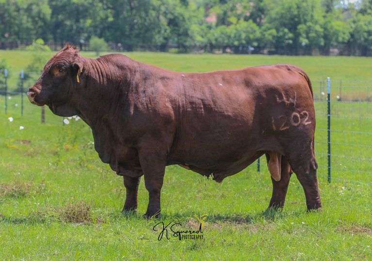 TAG 777 HONEY BADGER 1202 - CONVENTIONAL B SEMEN - SteerBidder