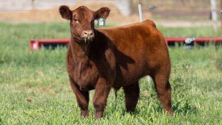 TAG 58 STEER - SteerBidder