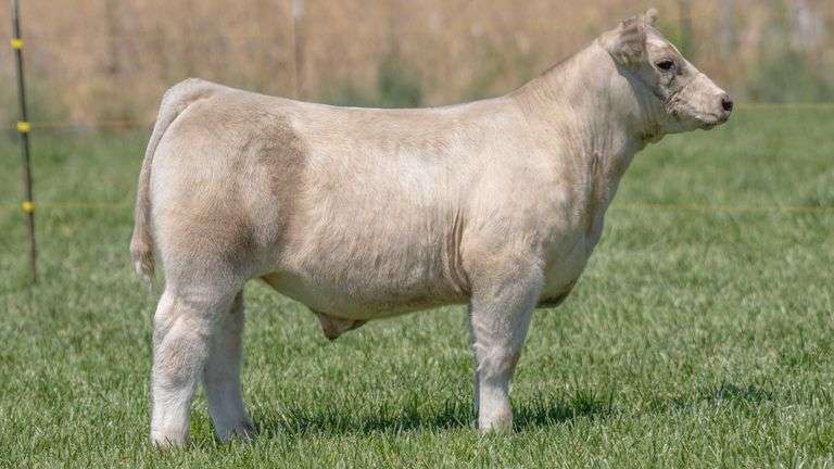 TAG 90 STEER - SteerBidder